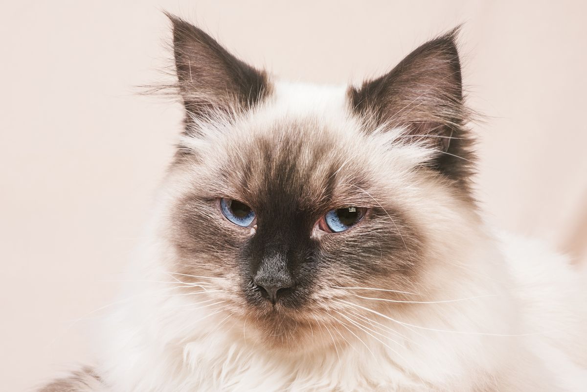 32 fun facts about Siberian Forest cats | PetsRadar