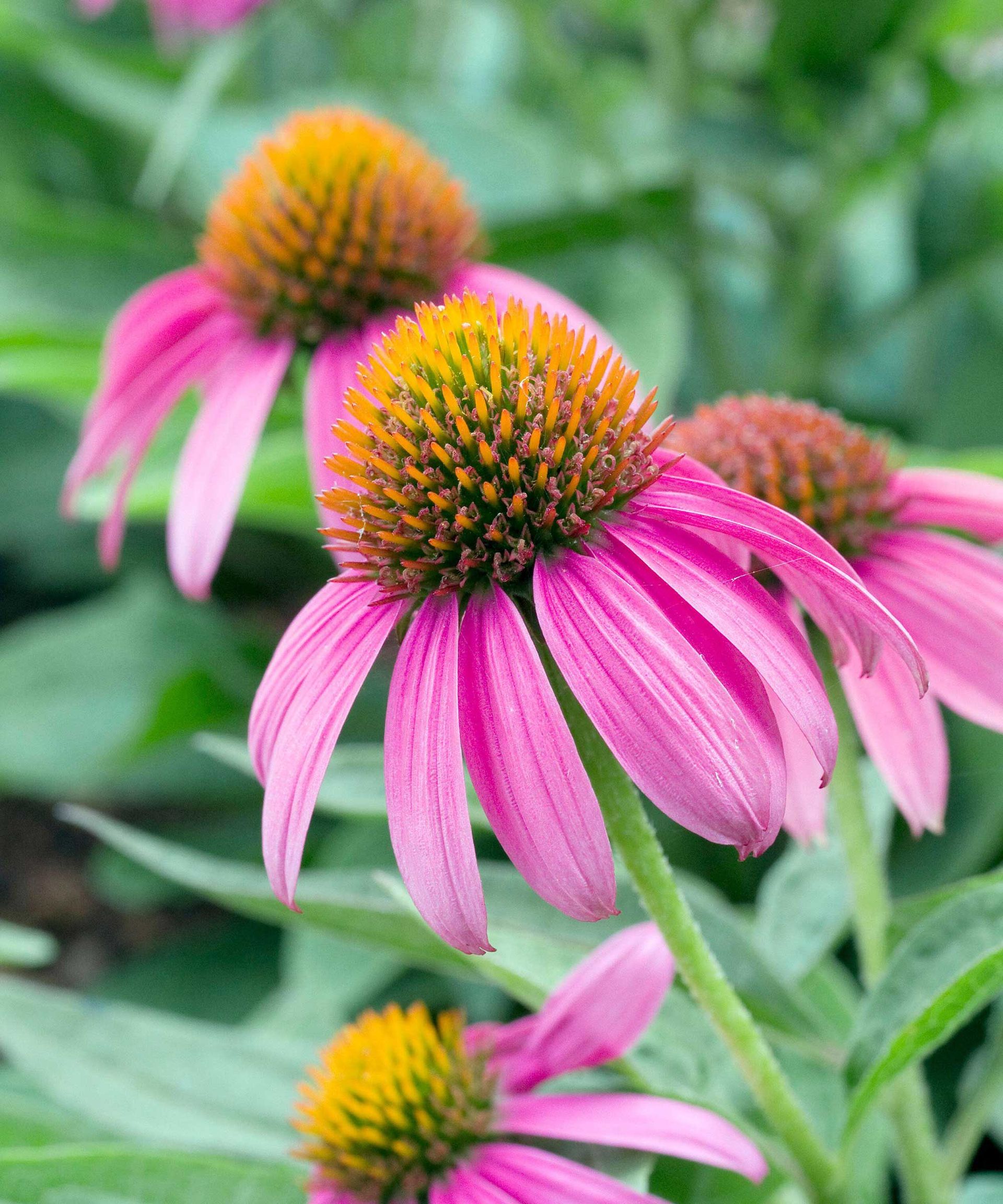 How to design a mini meadow in pots: expert gardening advice | Homes ...