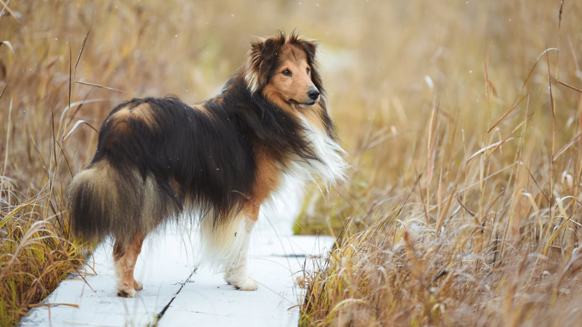 20 easiest dogs to train | PetsRadar