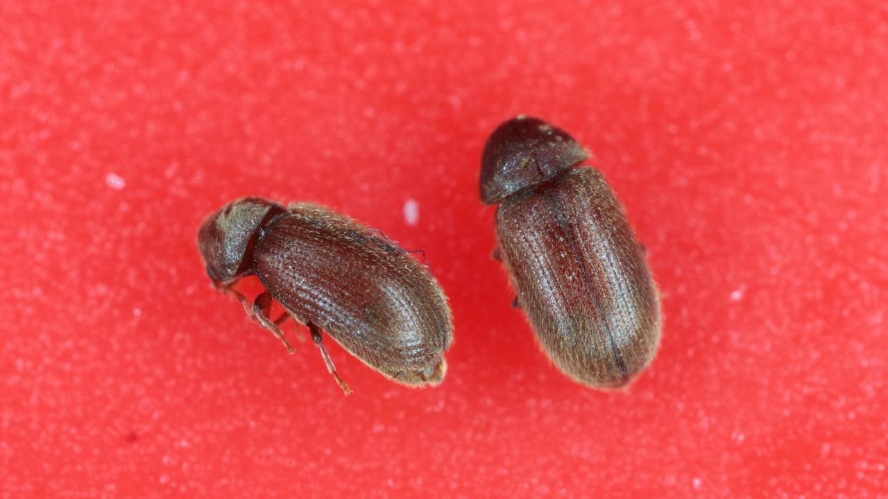 How to get rid of drugstore beetles: an expert guide | Homes & Gardens