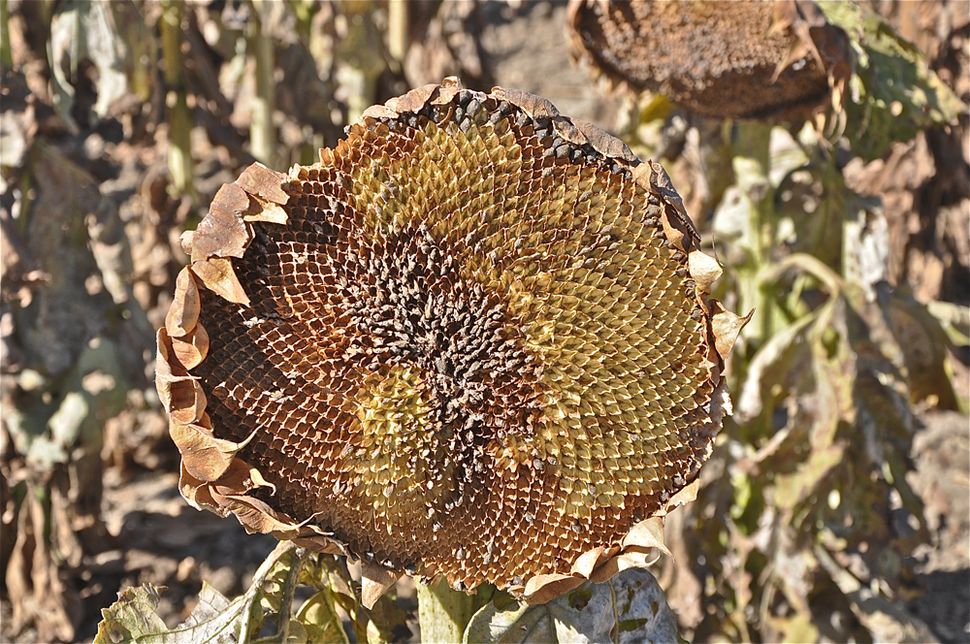 Sunflower Photos | Types of Sunflowers | Live Science