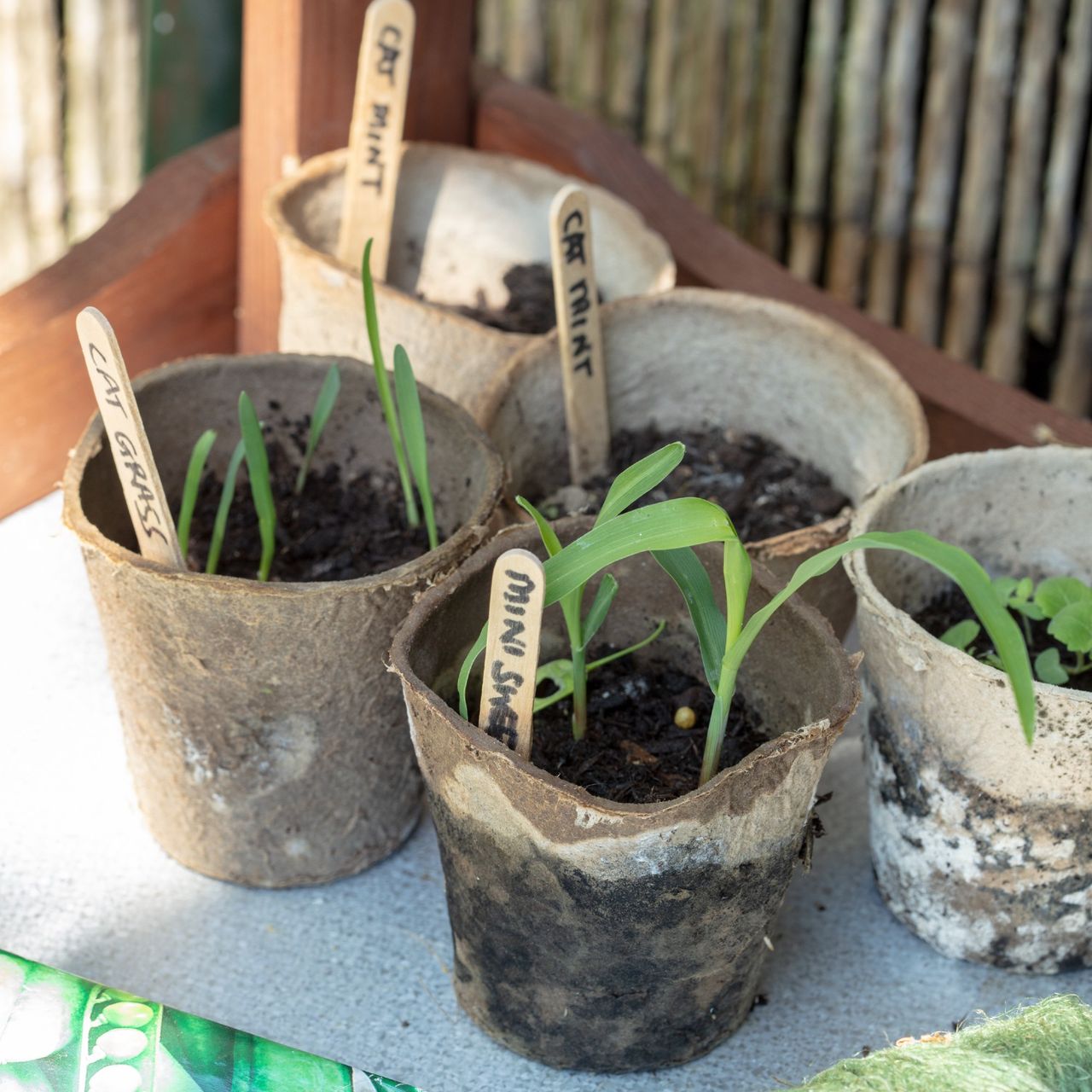 7 household items you can use as DIY seedling pots | Ideal Home