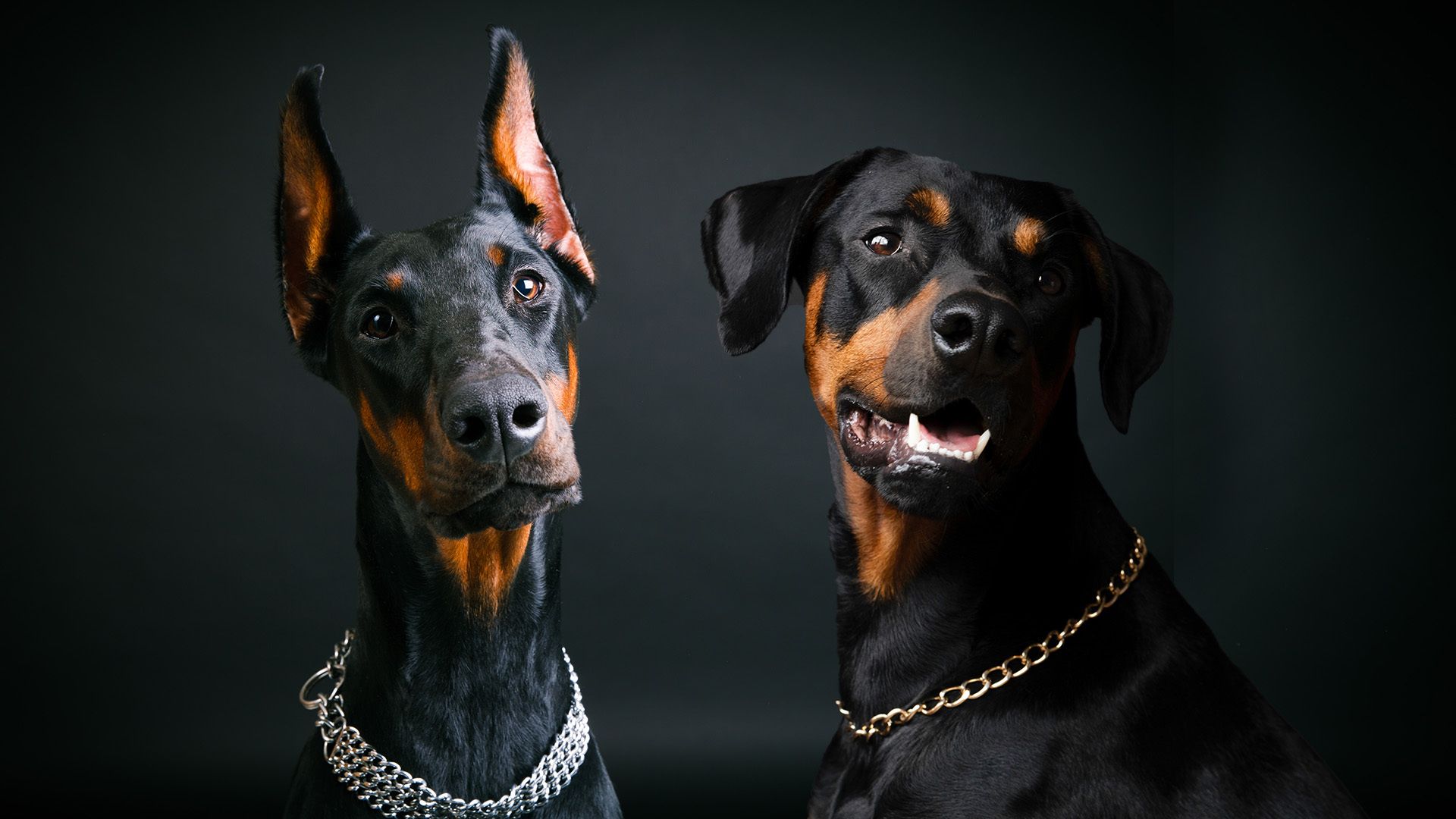European Doberman vs American Doberman: Vet comparison | PetsRadar
