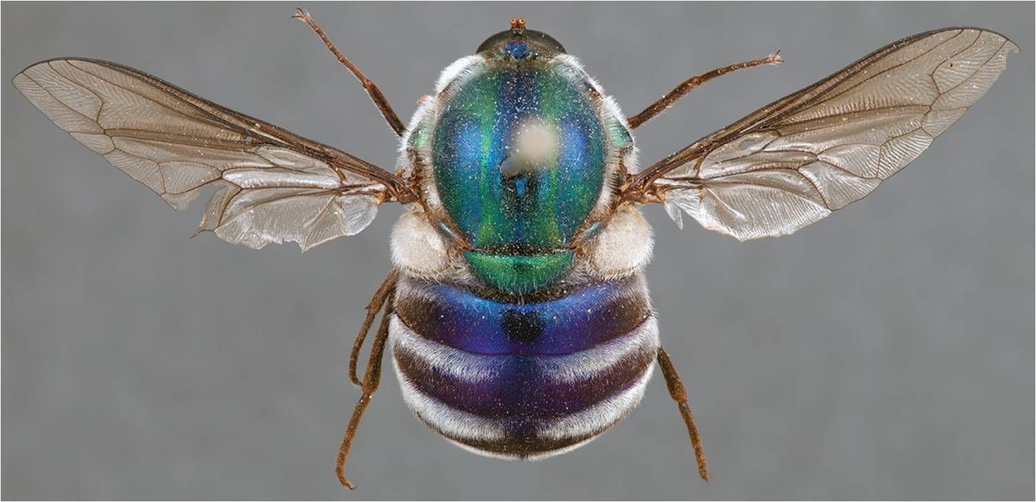 Jewel-Colored Flies Spell Death for Baby Spiders | Live Science