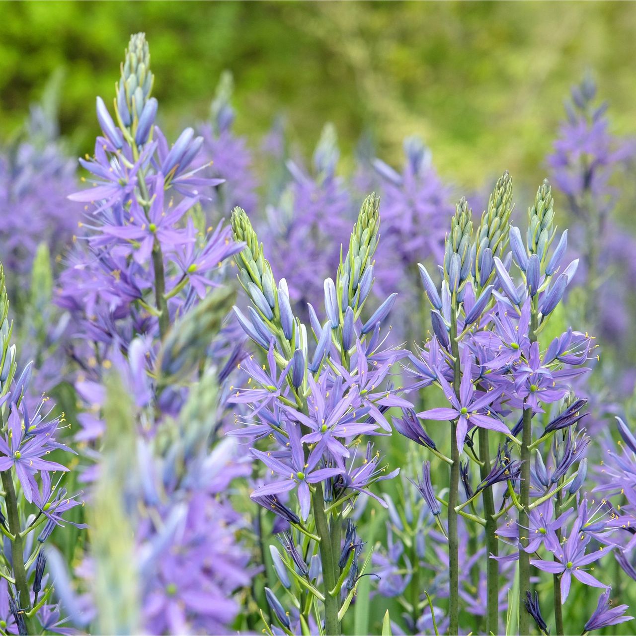 Unusual spring bulbs you won’t regret planting this autumn | Ideal Home