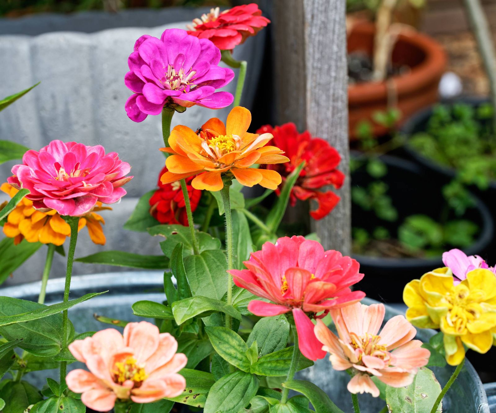 Expert Guide To The Ultimate Butterfly Container Garden | Gardening ...