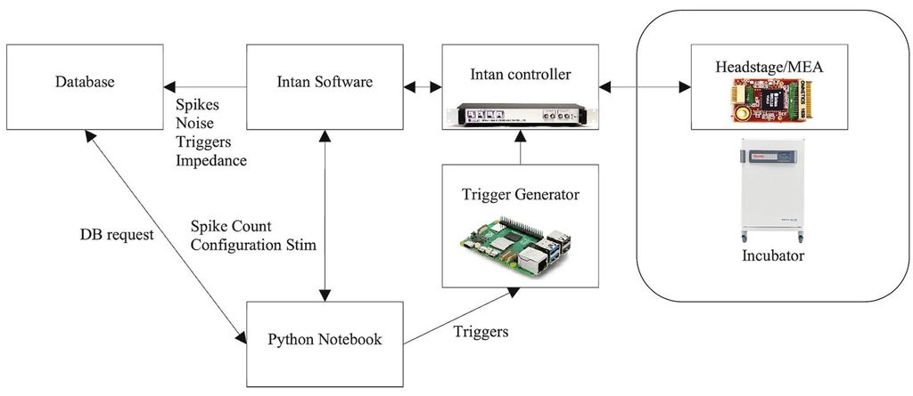 World's first bioprocessor uses 16 human brain organoids for ‘a million ...