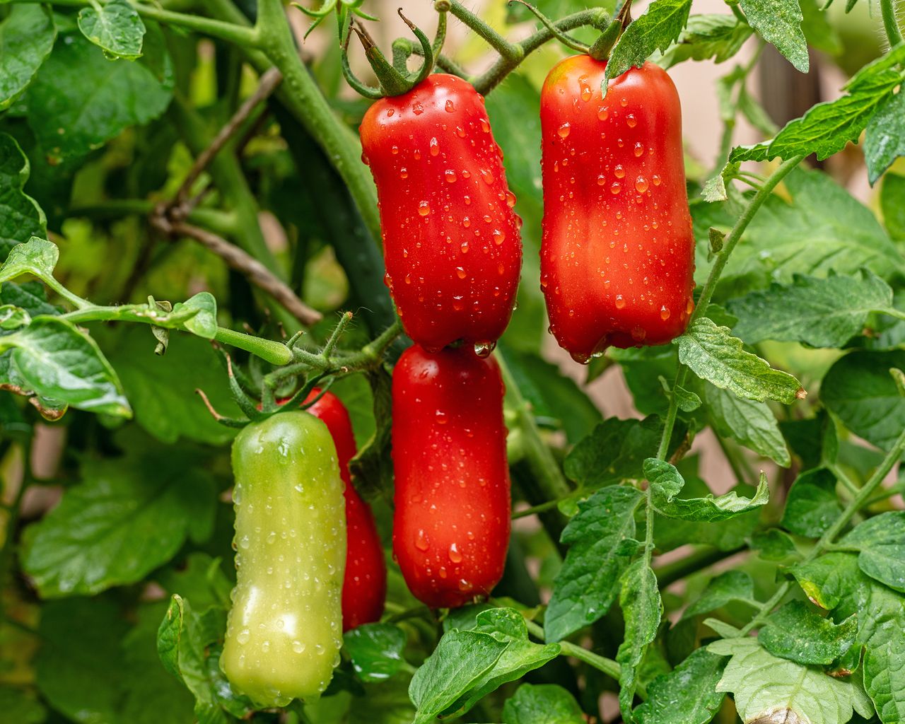 10 Hot Weather Vegetables For Sweltering Summer Gardens | Gardening ...