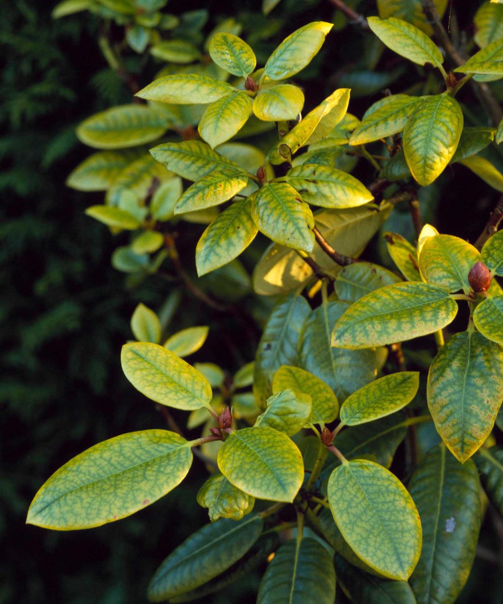 Rhododendron problems: 3 common issues and how to solve them | Gardeningetc