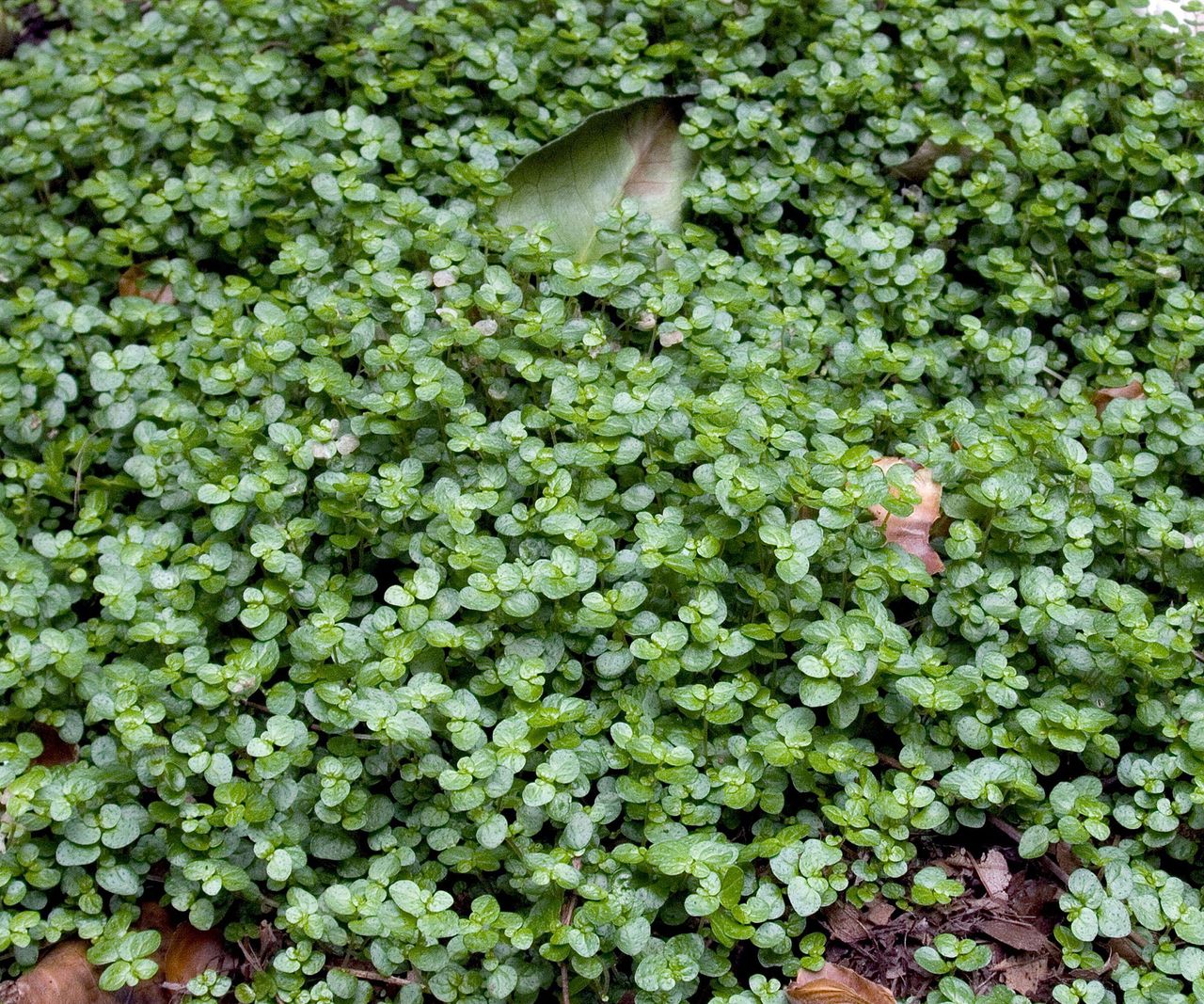 Walkable ground cover plants: 11 path and lawn options | Homes and Gardens
