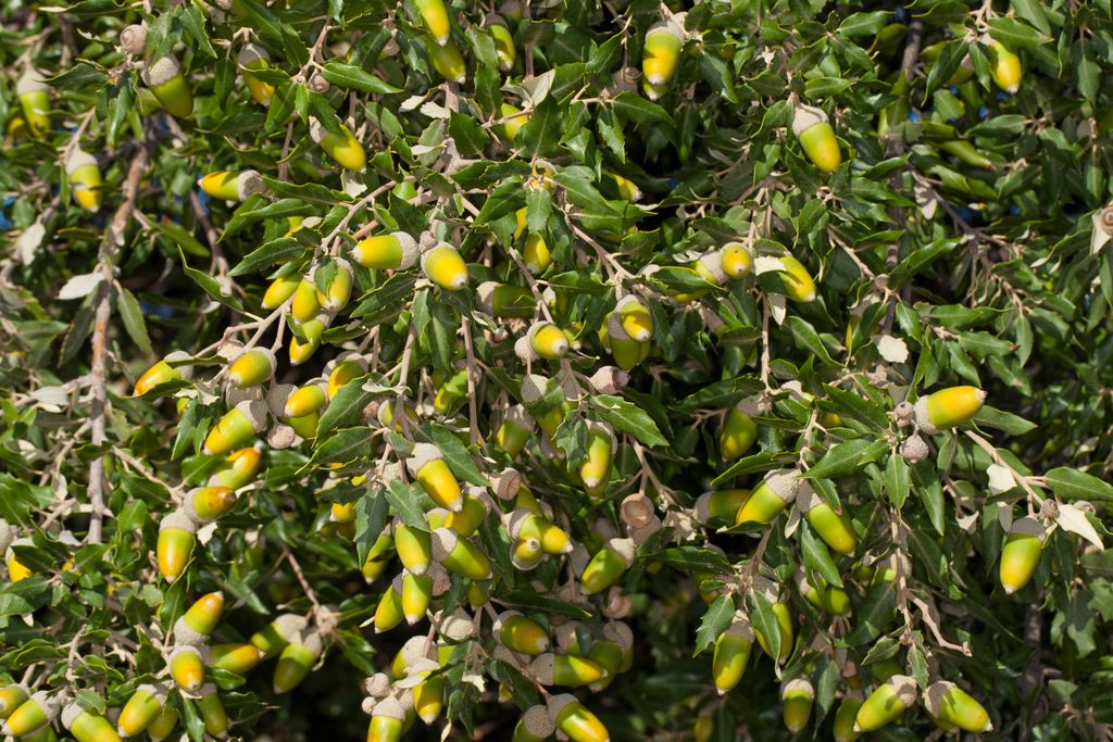 5 Best Pleached Trees to add Extra Privacy to Your Backyard | Livingetc