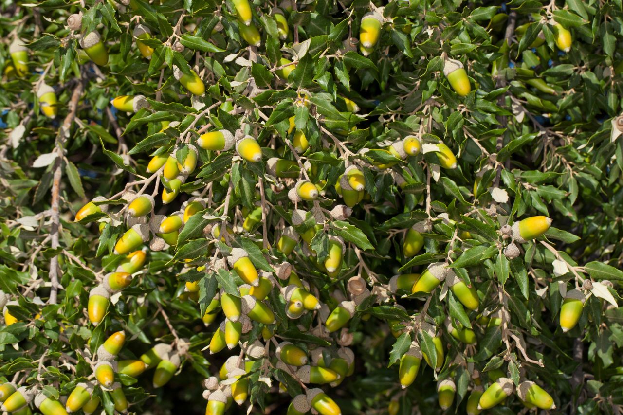 5 Best Pleached Trees to add Extra Privacy to Your Backyard | Livingetc