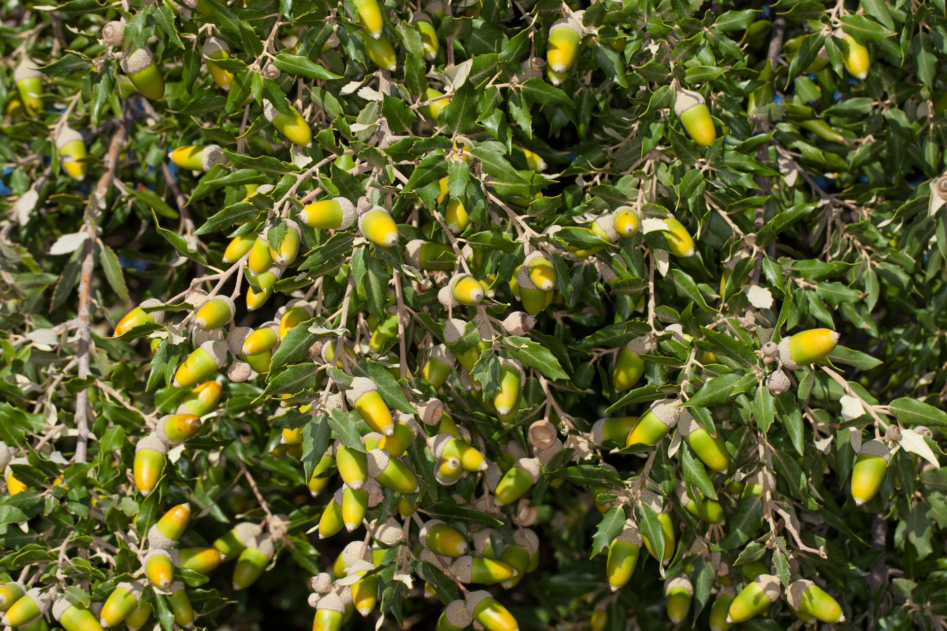 5 Best Pleached Trees to add Extra Privacy to Your Backyard | Livingetc