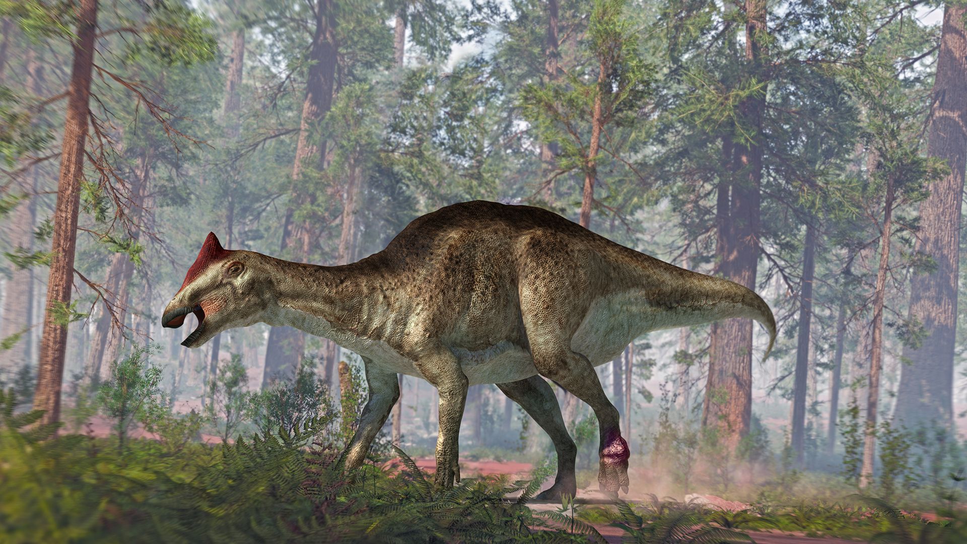 Beat-up duck-billed dinosaur had cracked tailbones and 'cauliflower ...