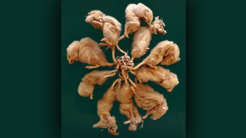 Soggy rodents tangle their tails in one big knot in horrifying 'rat ...