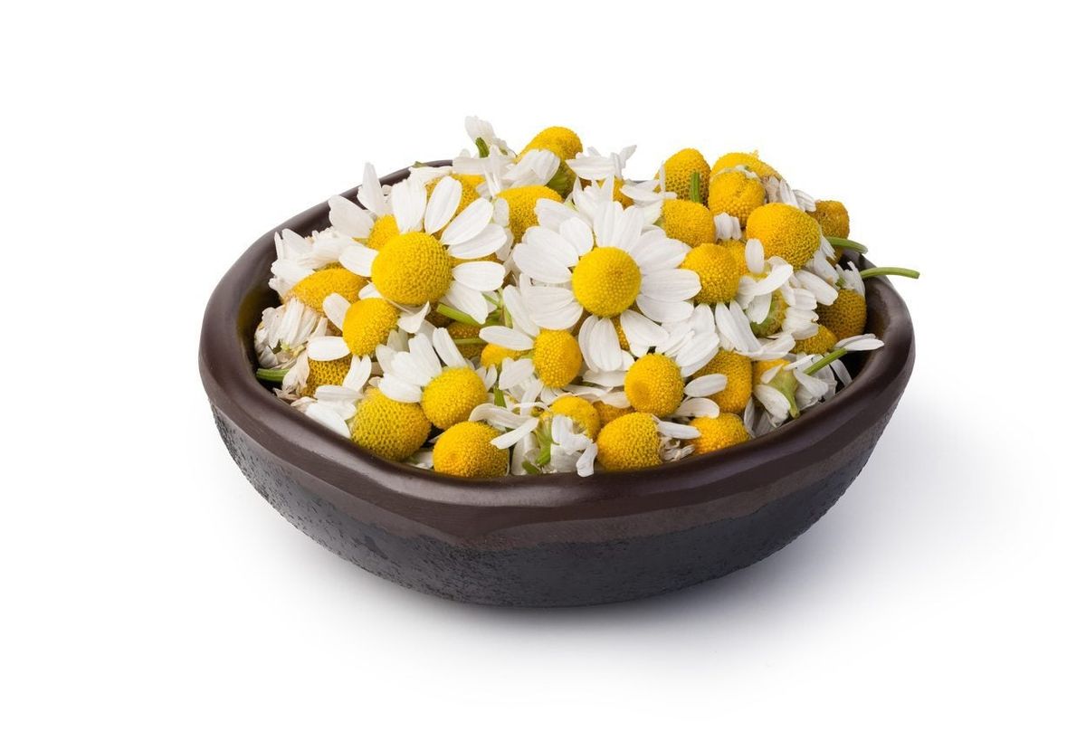 Chamomile Harvest Time - How To Harvest Chamomile From The Garden ...