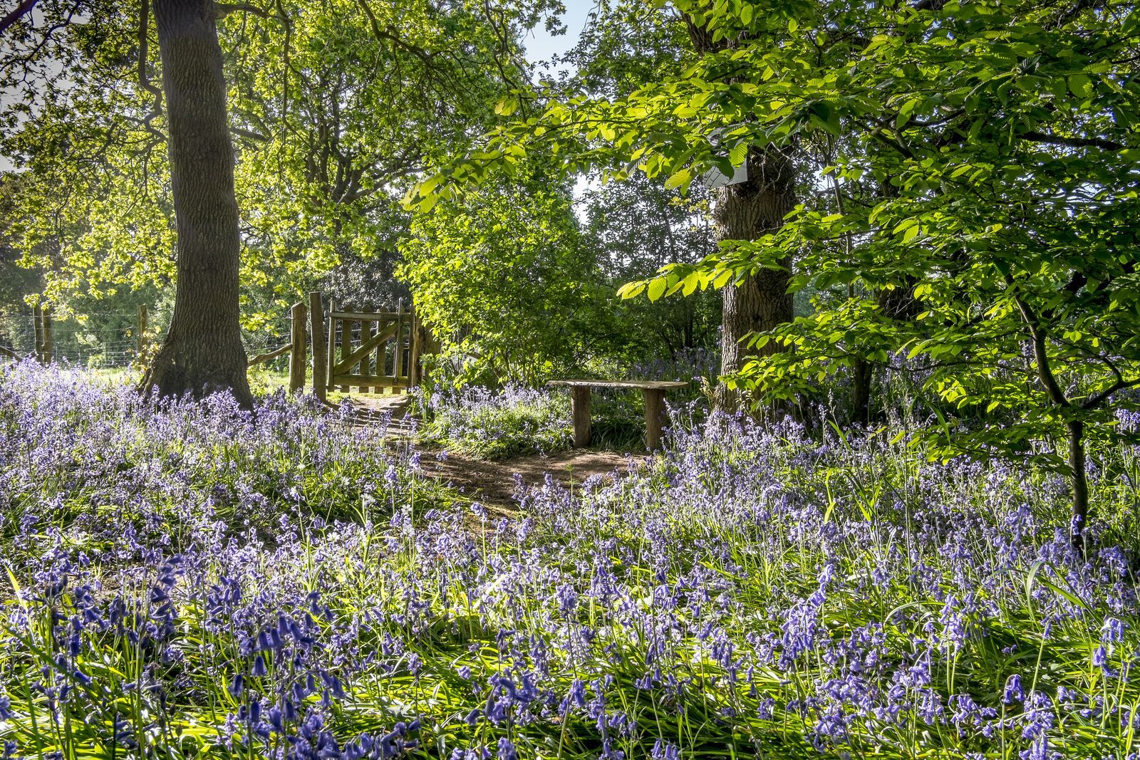 Curious Questions: How do you tell the difference between a British ...