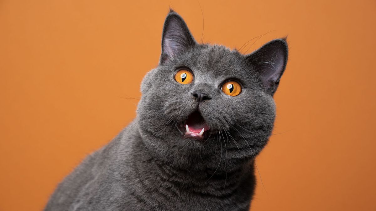 Do cats burp, fart or hiccup? Is your cat's belching normal? | PetsRadar