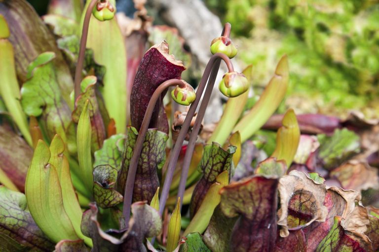 Pitcher Plant Pruning - When And How To Prune A Pitcher Plant ...
