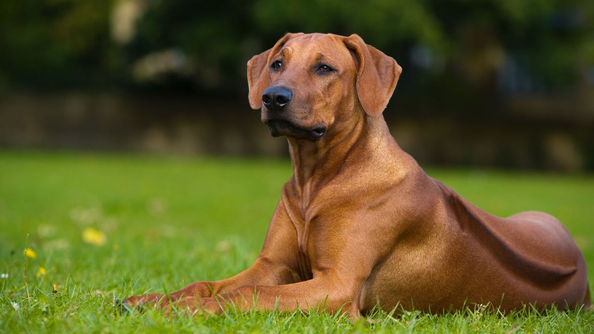 Hound dog breeds: 19 varieties and breed information | PetsRadar