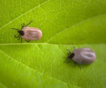 Best way to kill ticks in your yard: 5 expert methods | Homes and Gardens