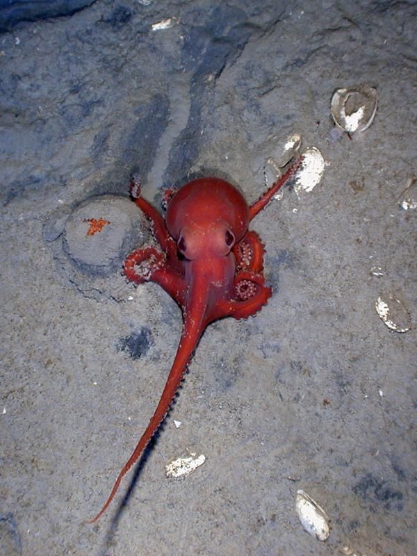 Gallery: Creatures from the Census of Marine Life | Live Science