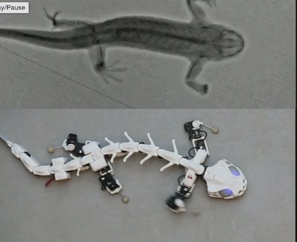 Watch a Robot Salamander Swim and Walk (Video) | Live Science