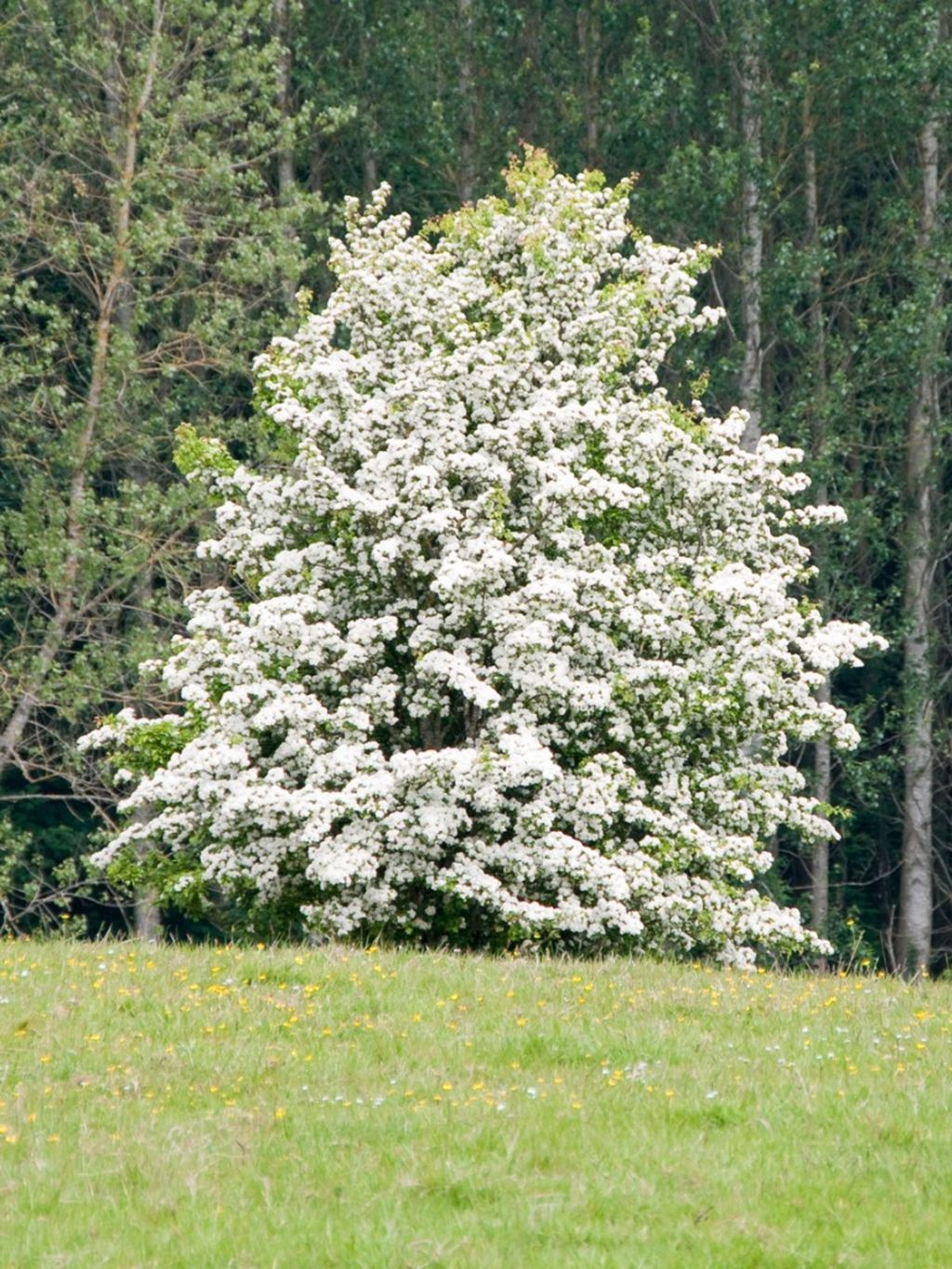 Hawthorn Tree Care - Tips For Growing Hawthorn Plants | Gardening Know How
