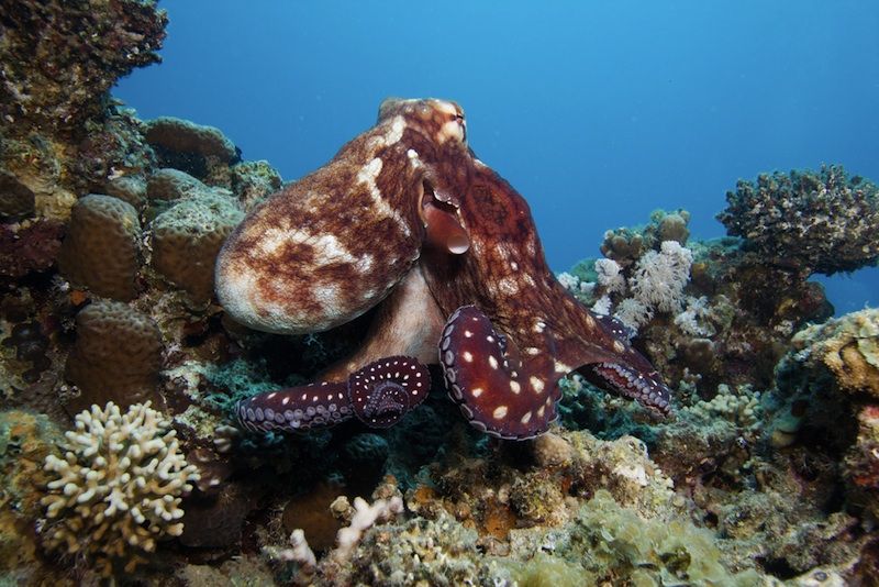 The 10 Wildest Pregnancies in the Animal Kingdom | Live Science