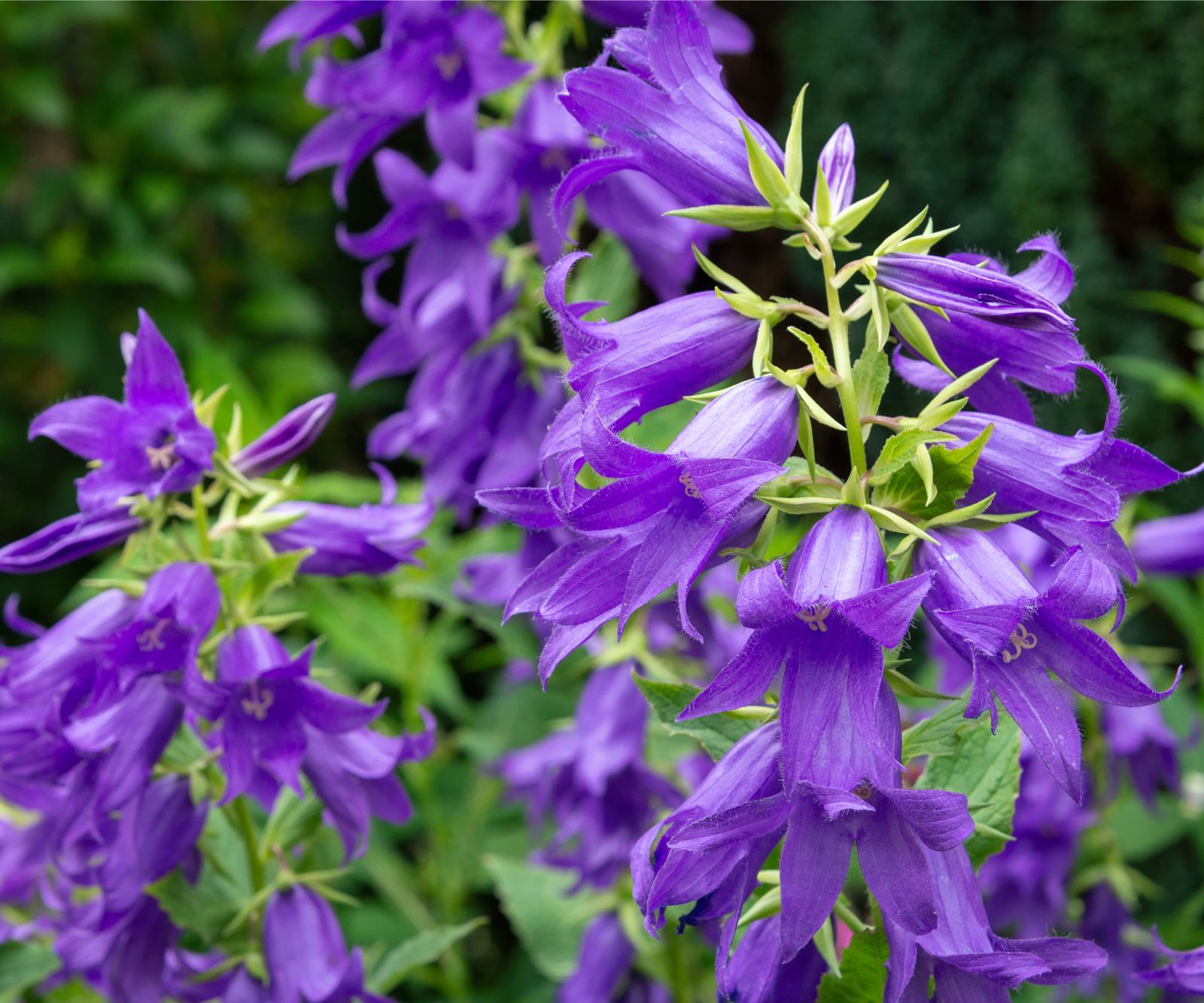How To Grow Campanula Bellflowers Complete Care Guide Gardening Know How