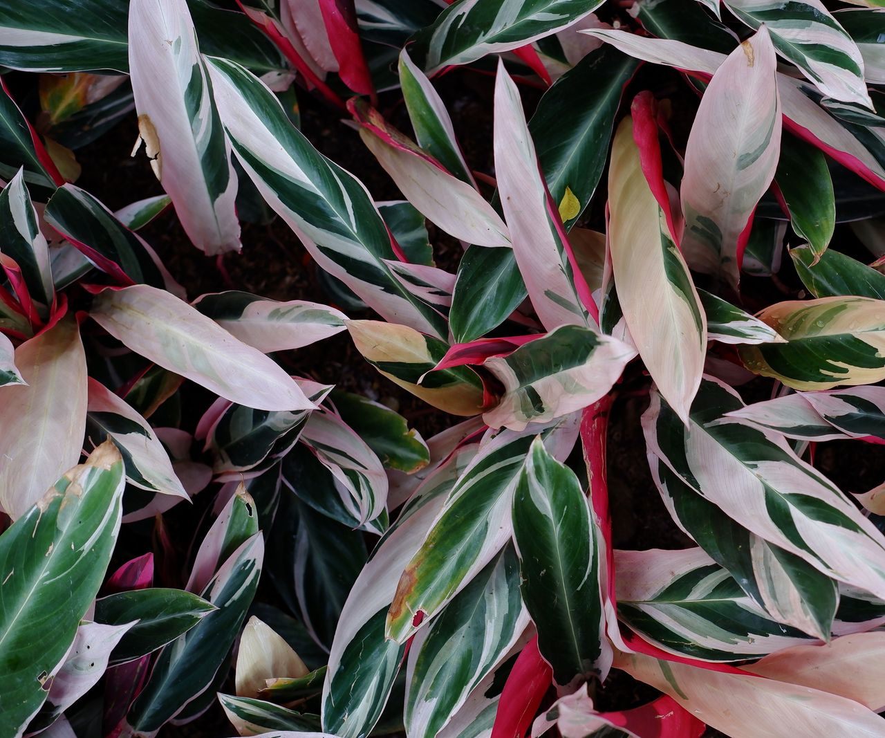How to care for a triostar stromanthe: 3 expert tips | Homes and Gardens