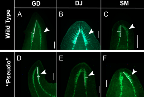 In Photos: Worm Grows Heads and Brains of Other Species | Live Science