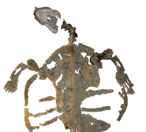 World's Oldest Sea Turtle Fossil Discovered | Live Science