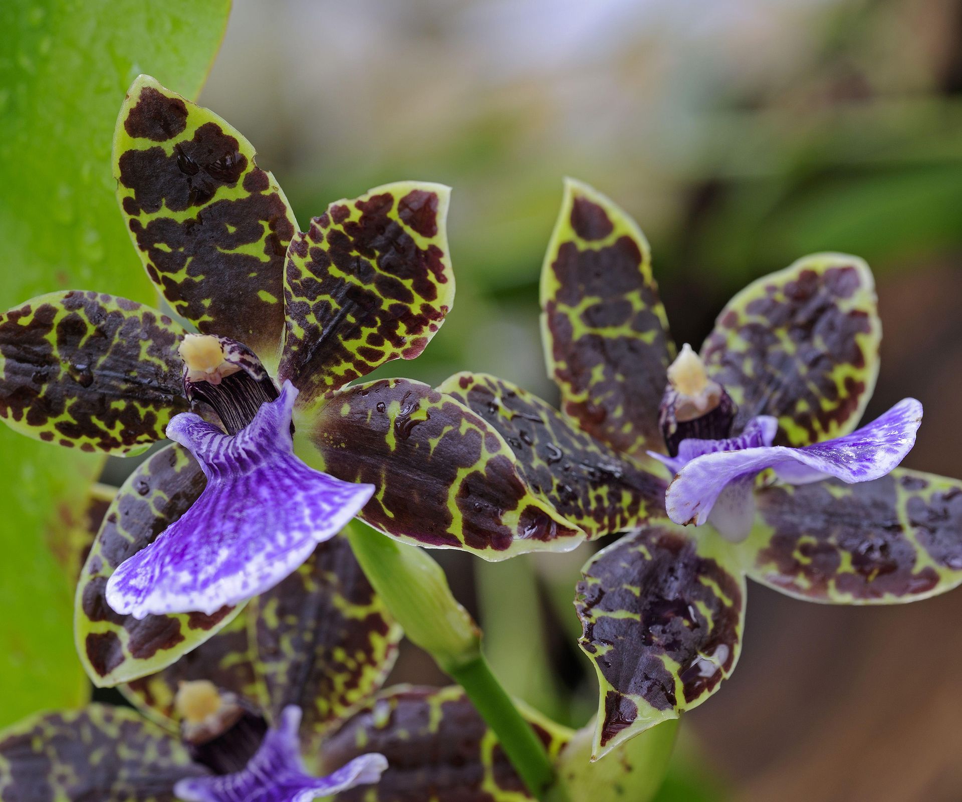 Types of orchids: 10 stunning varieties for your home | Homes and Gardens