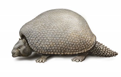 Volkswagen-Size Armored Mammal Is Armadillo Ancestor | Live Science