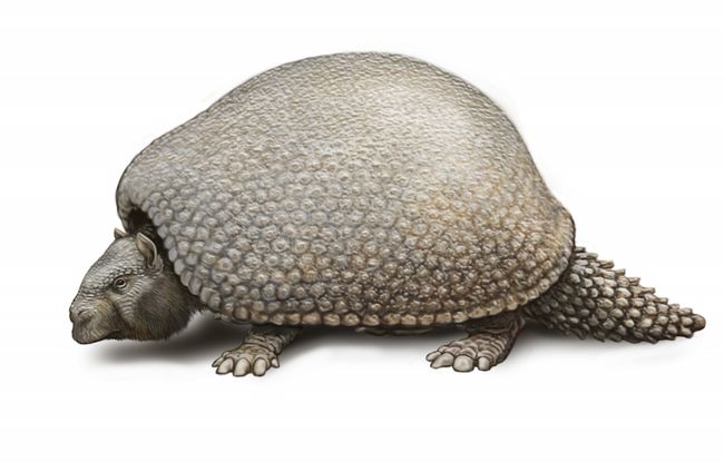 Volkswagen-Size Armored Mammal Is Armadillo Ancestor | Live Science