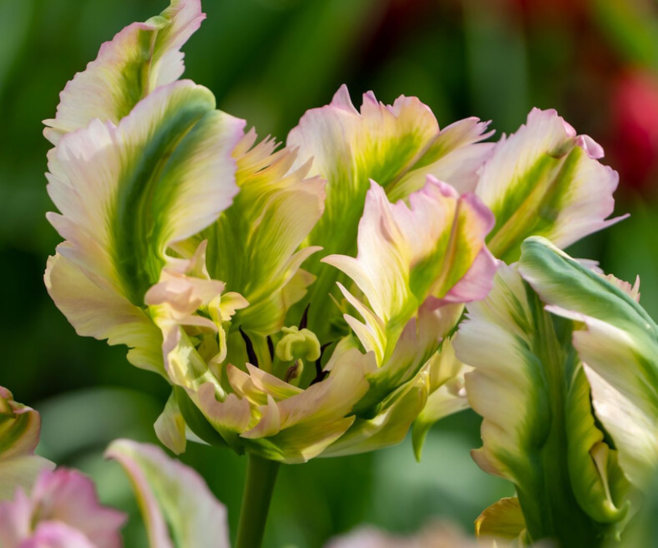 7 of the most popular tulip types explained | Homes and Gardens