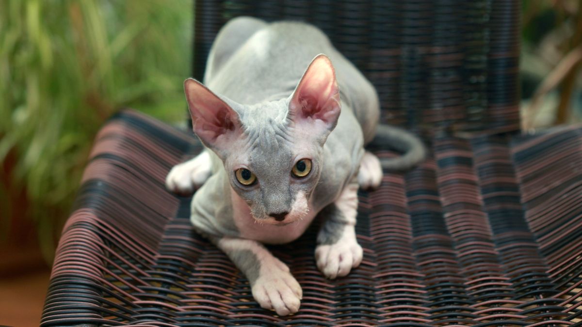 32 things you need to know about sphynx cats | PetsRadar