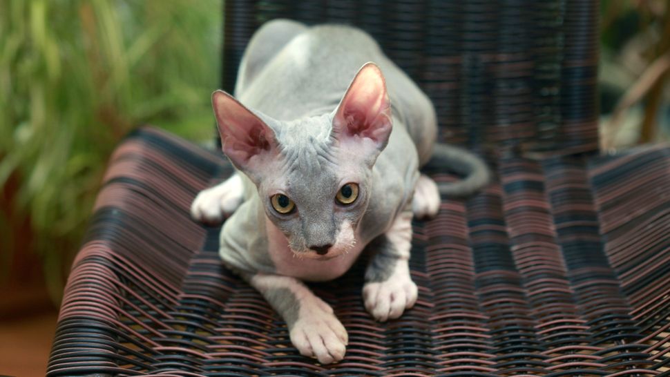 32 things you need to know about sphynx cats | PetsRadar