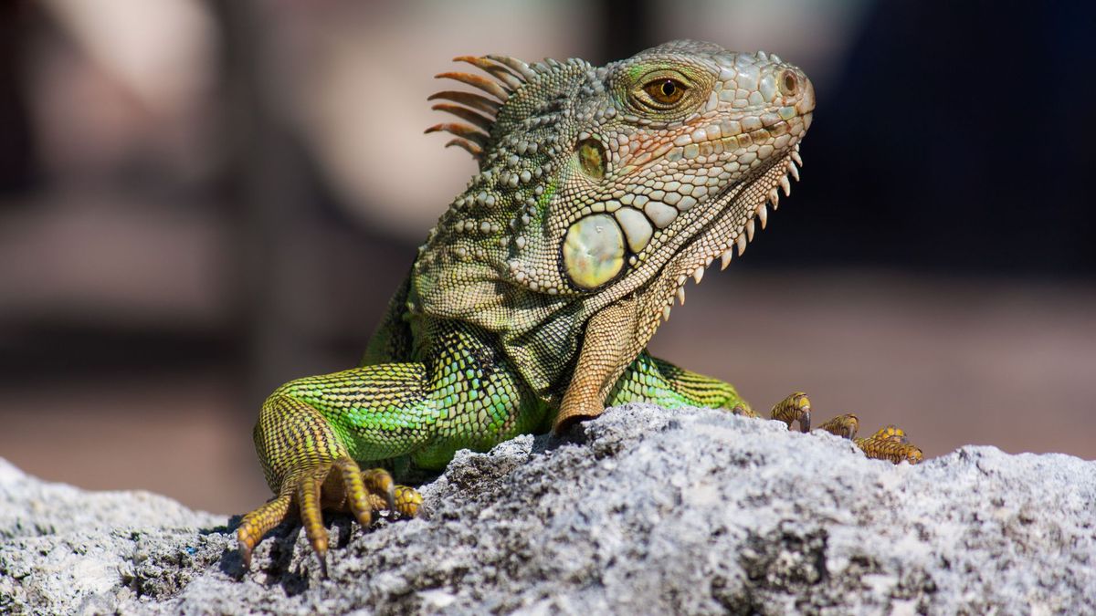 32 different types of reptile you can keep as a pet | PetsRadar