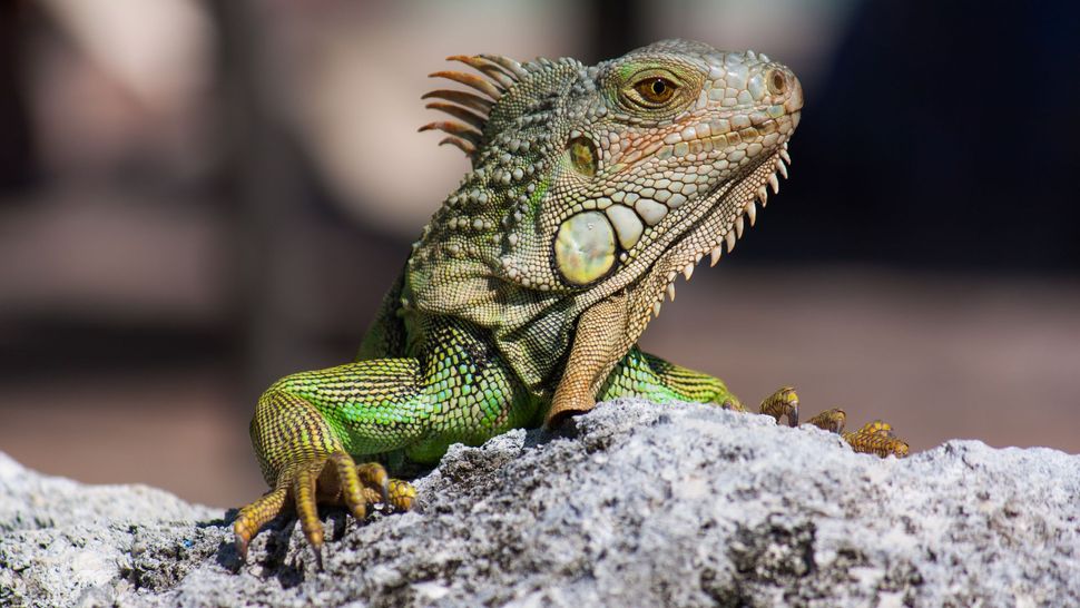 32 different types of reptile you can keep as a pet | PetsRadar
