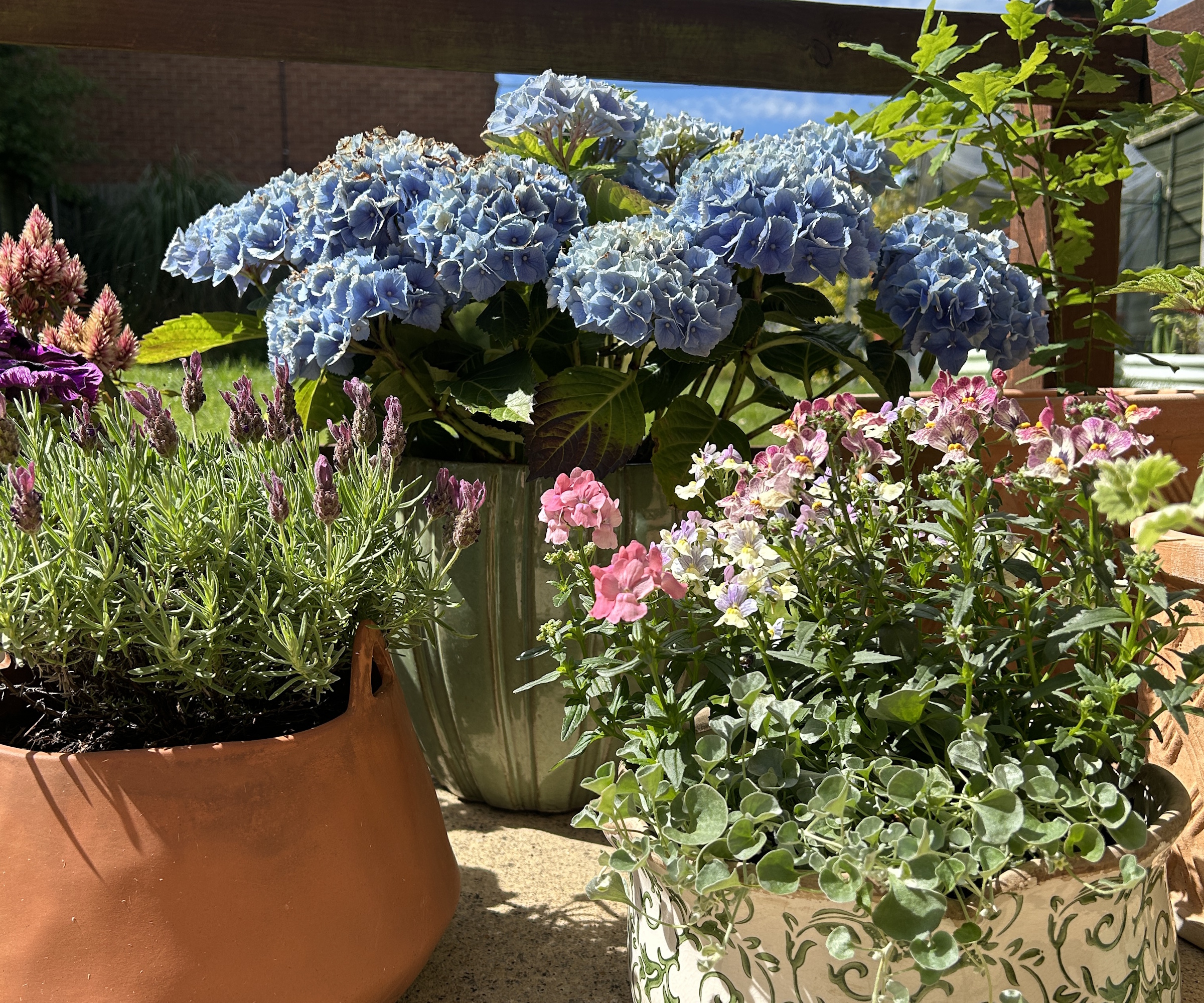The 3 Simple Things That Will Keep Your Hydrangea…