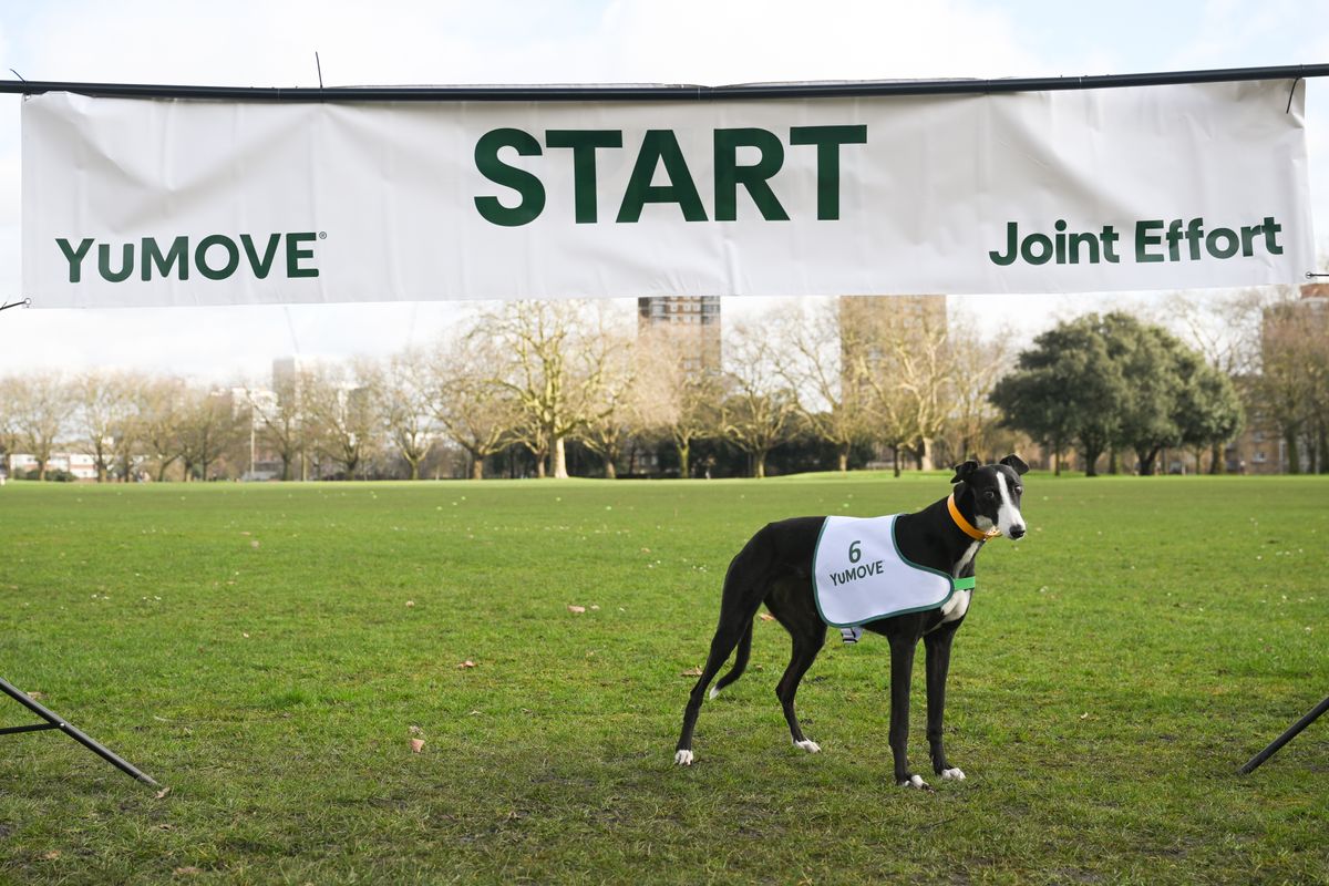 Olympian and world’s fastest vet designs dog relay race | PetsRadar