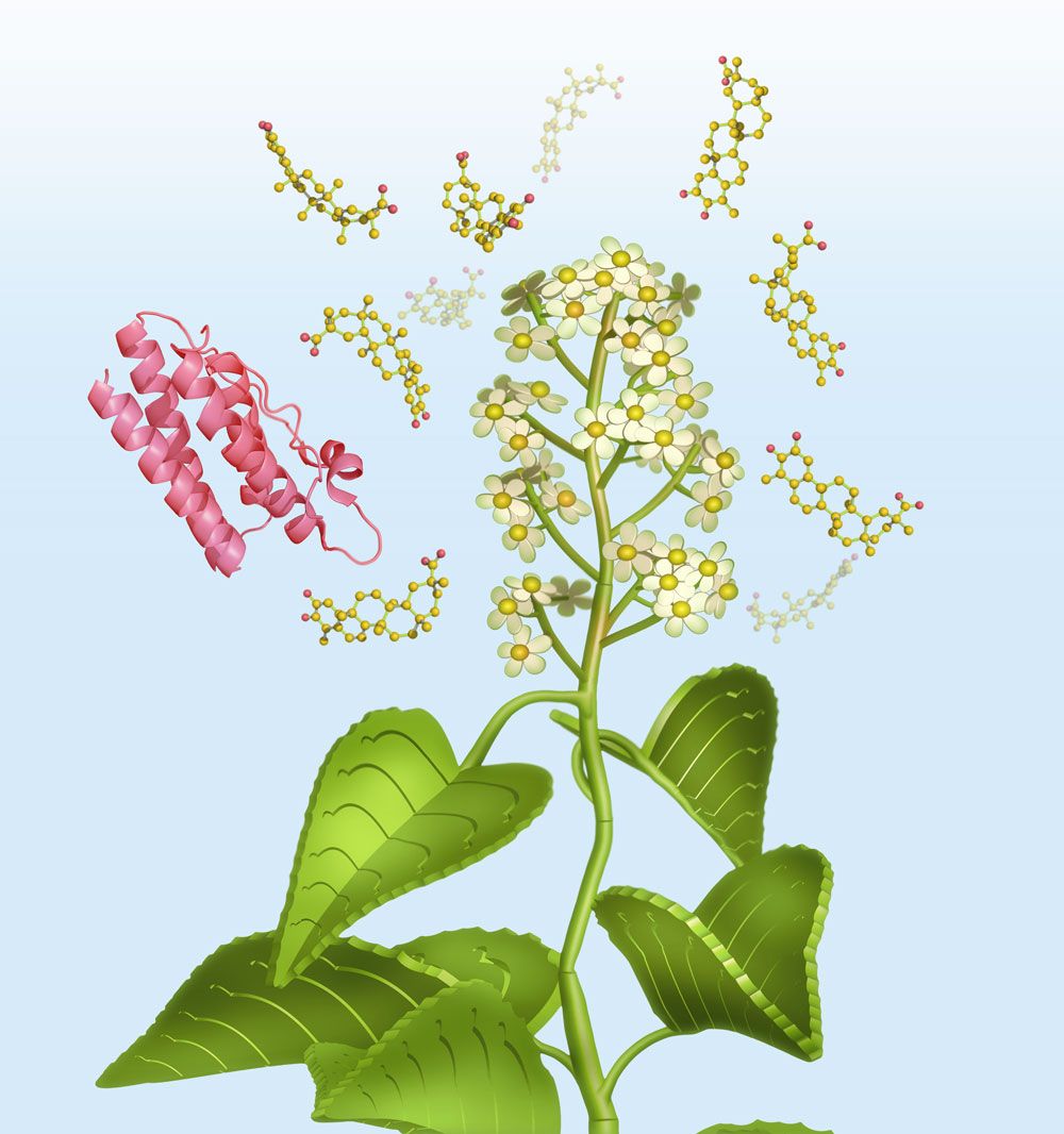 'Thunder God' Plant Could Help with Weight Loss | Live Science