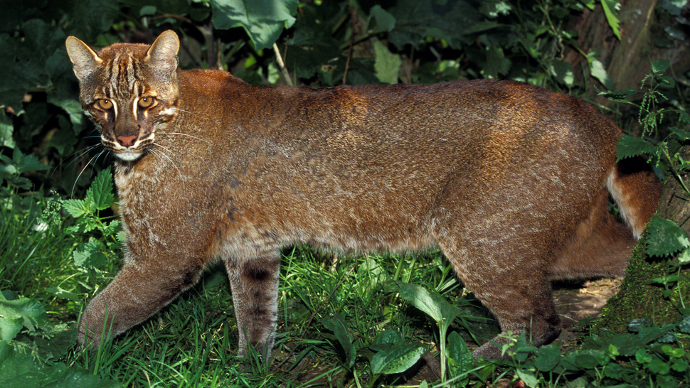 Asian golden cat: The 'feline of many costumes' that plucks birds ...