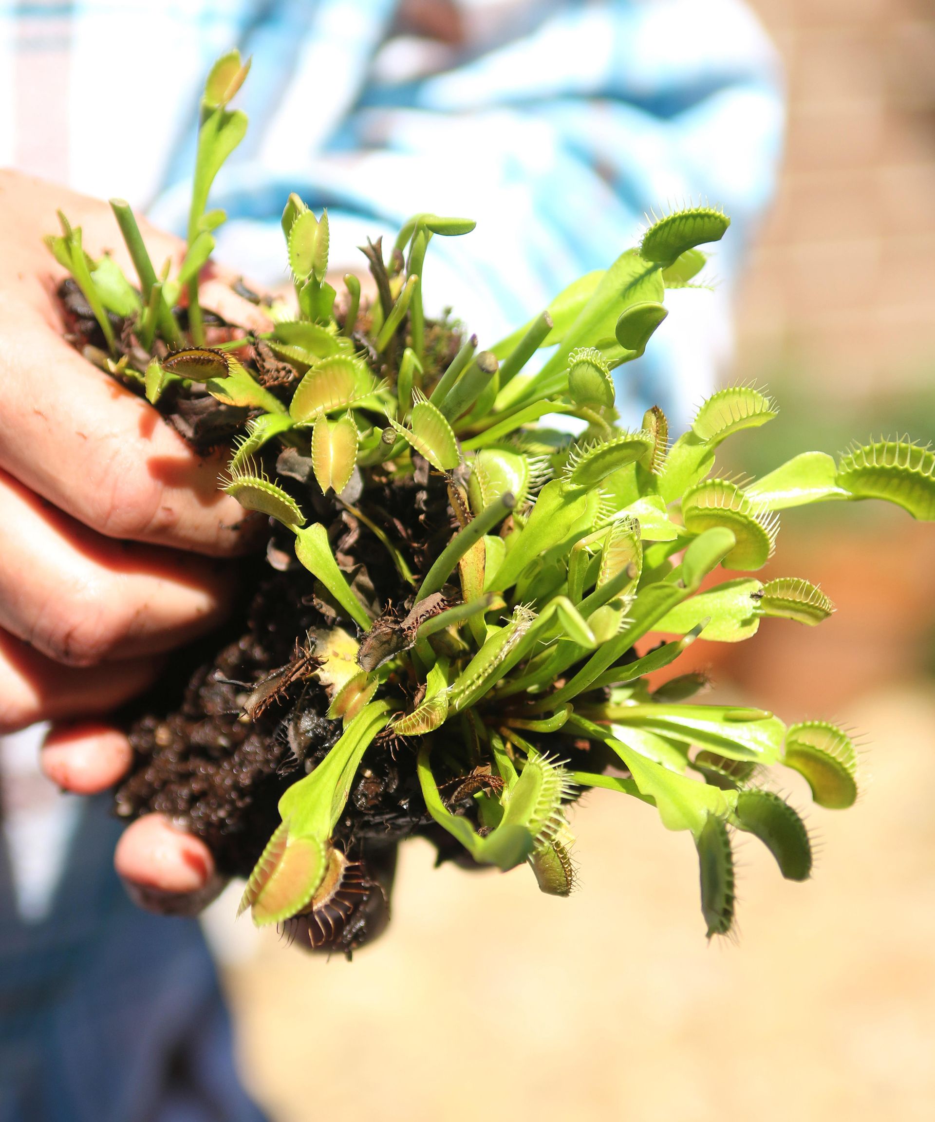 Venus flytrap care and growing guide: expert tips | Gardeningetc