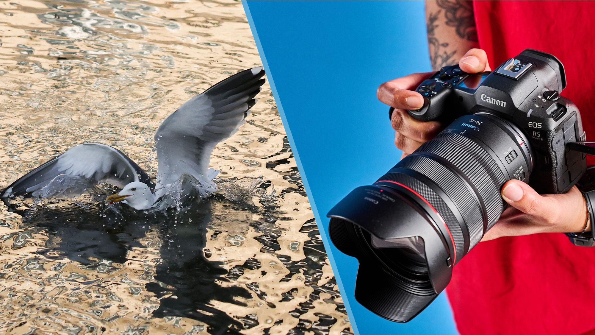 I just tested the Canon EOS R5 Mark II to photograph wildlife, and this ...