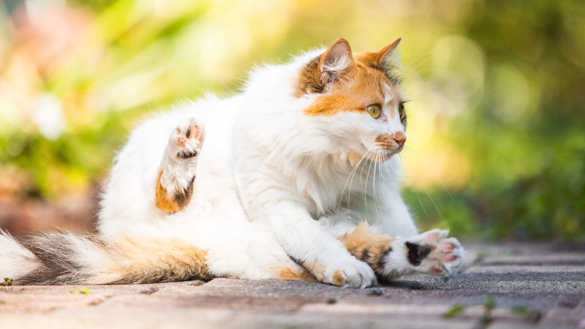 32 types of large breed cats | PetsRadar