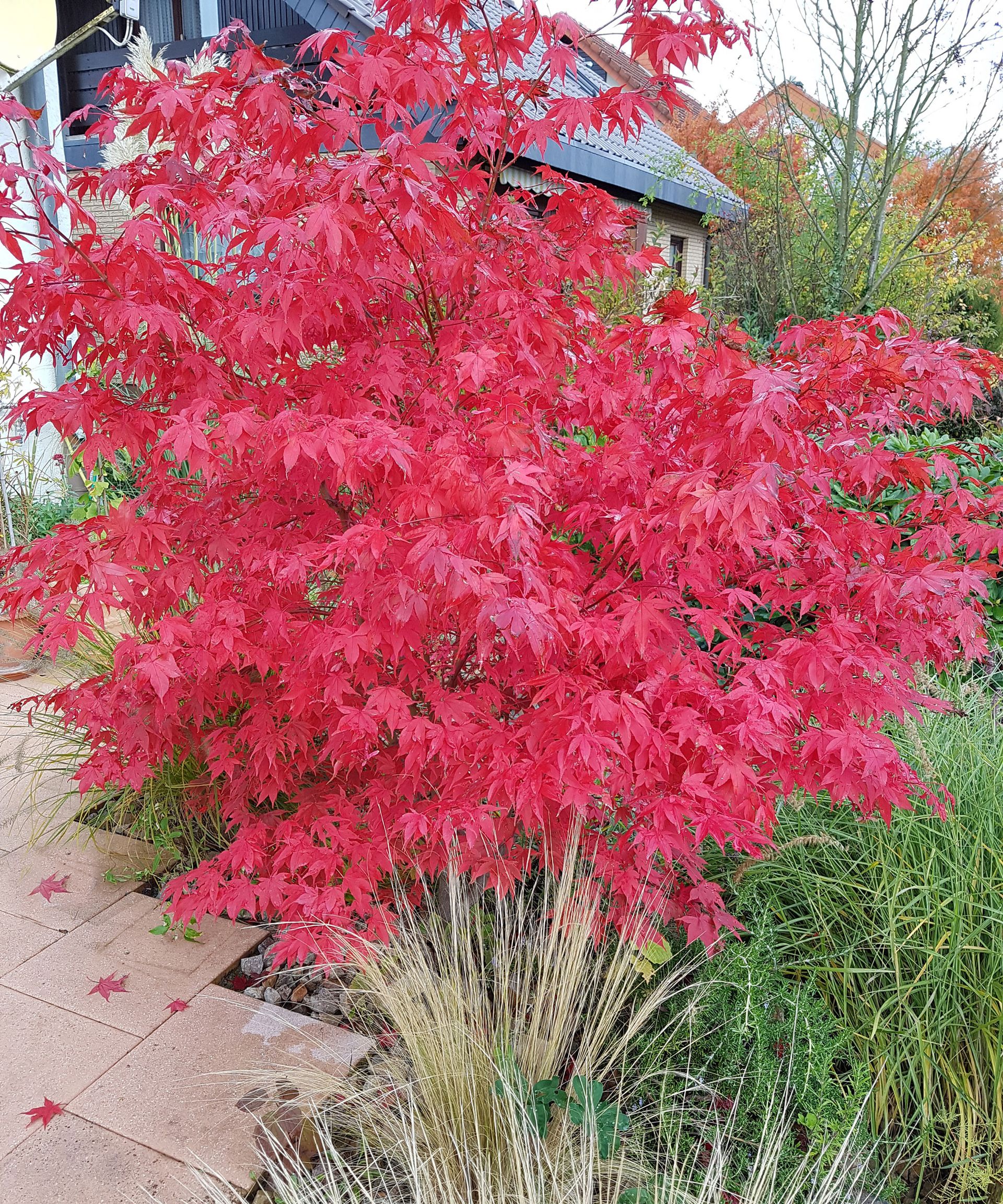 Which maple trees have the best color in fall? | Livingetc