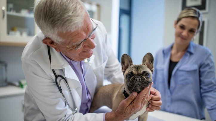 Six common French Bulldog health issues | PetsRadar
